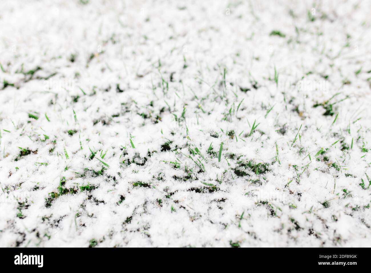Green grass covered with snow. Beautiful background. Snow. Isolated ...