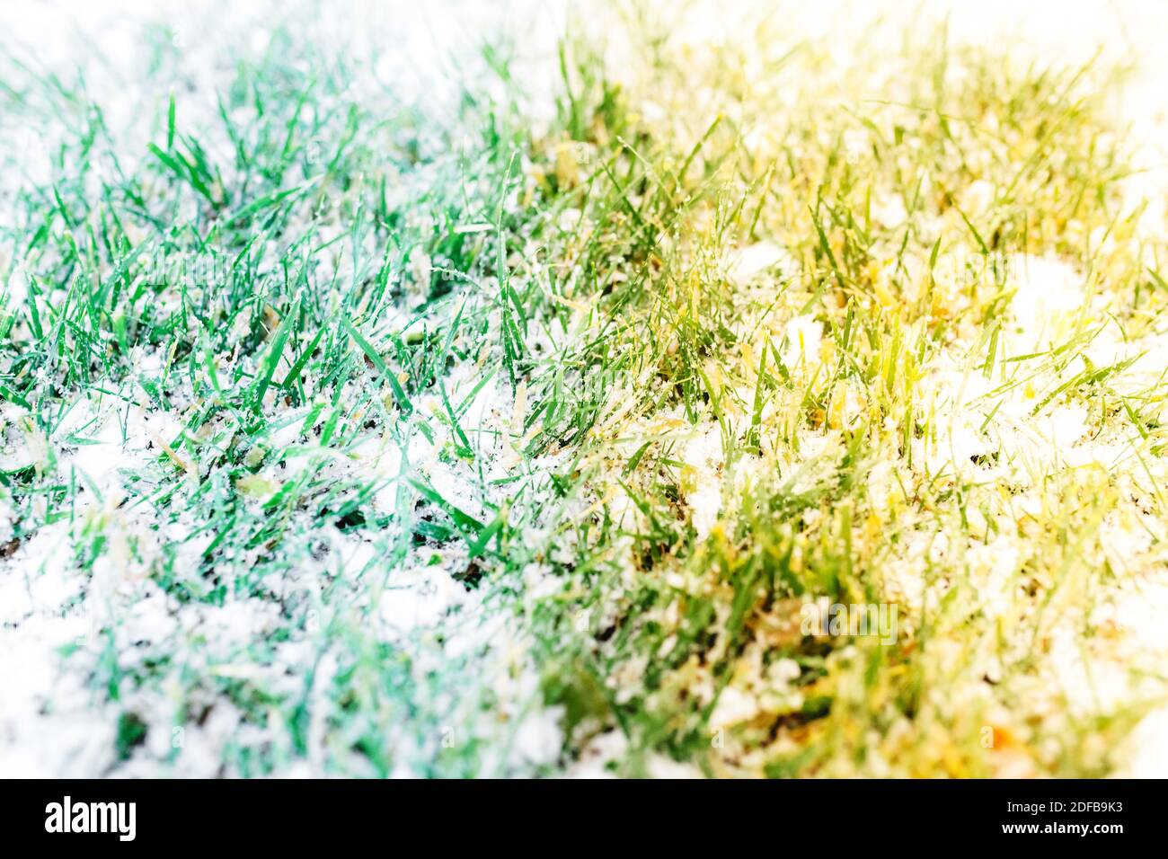 summer vs winter. Green grass covered with snow. Beautiful background ...