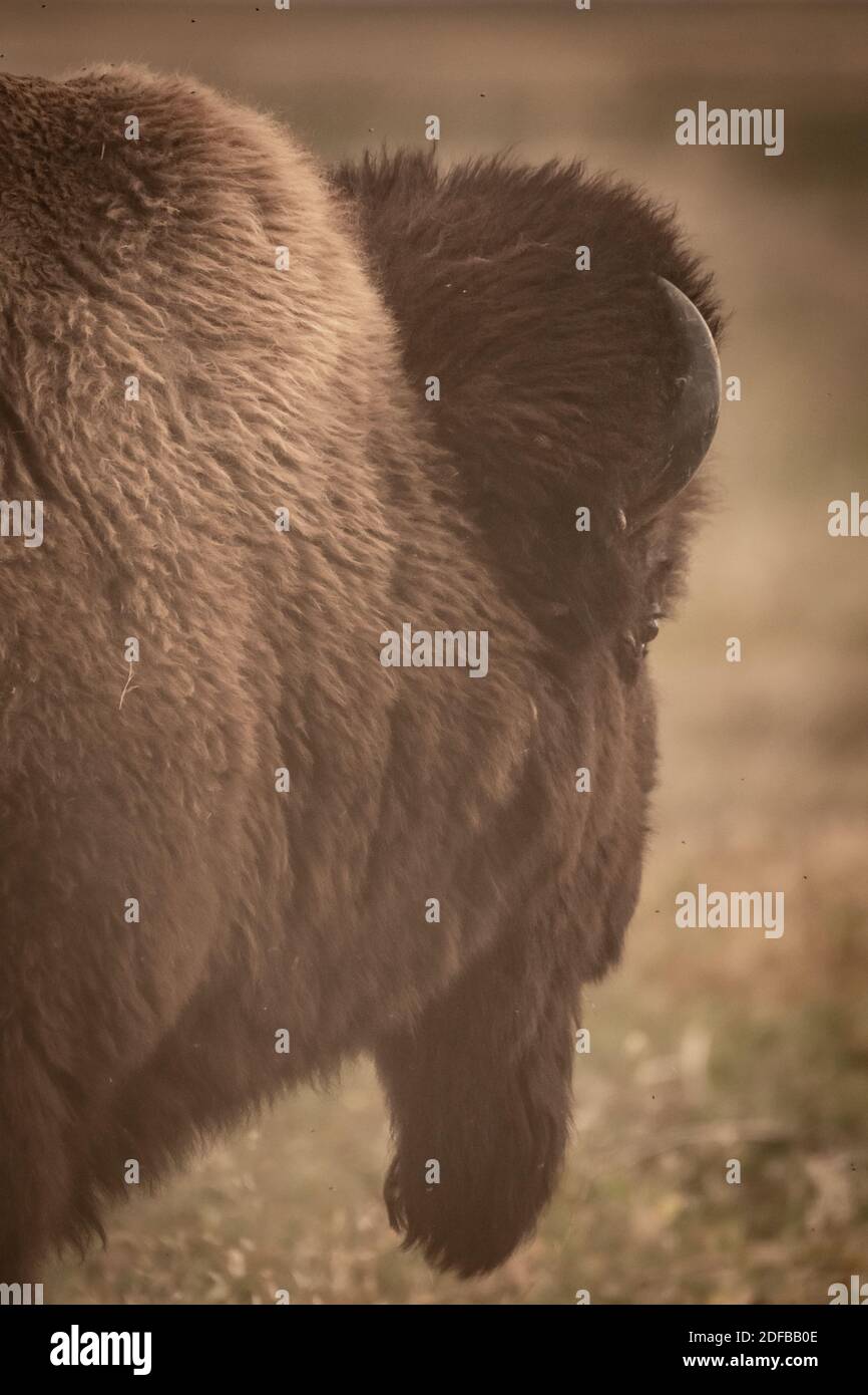 Back Profile of Bison Head Walking in dusty field Stock Photo - Alamy