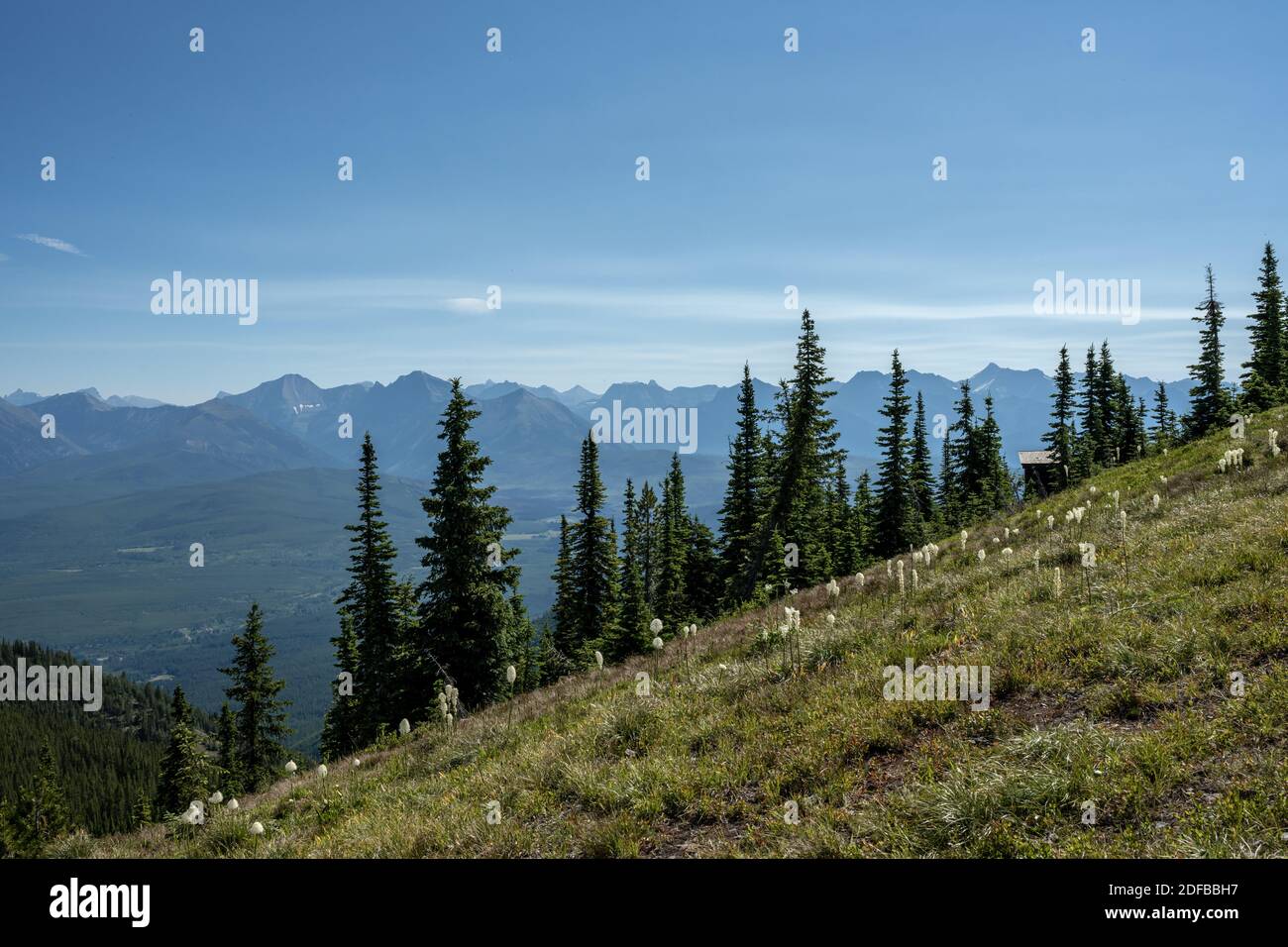 Bear Grass Grows on Mountain Slope in Glacier from Huckleberry Lookout ...
