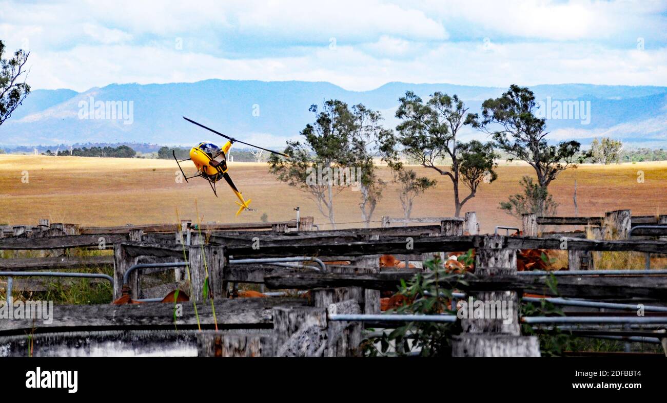 HELICOPTER MUSTERING CATTLE Stock Photo - Alamy