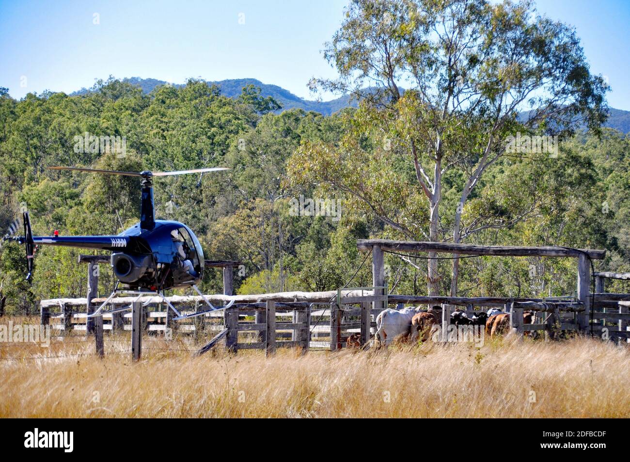HELICOPTER MUSTERING CATTLE Stock Photo - Alamy