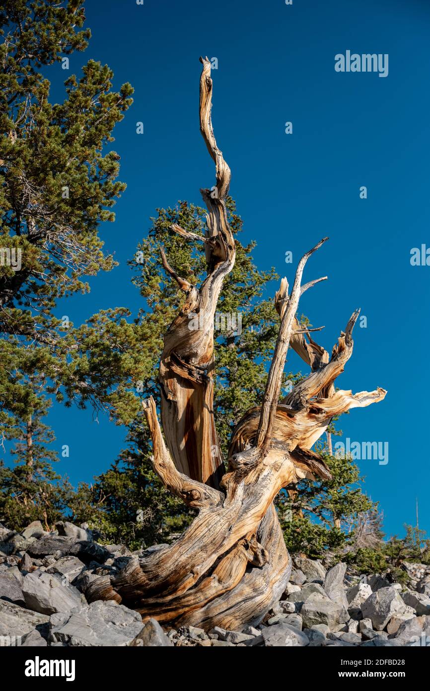Bristle cone pine tree hi-res stock photography and images - Alamy