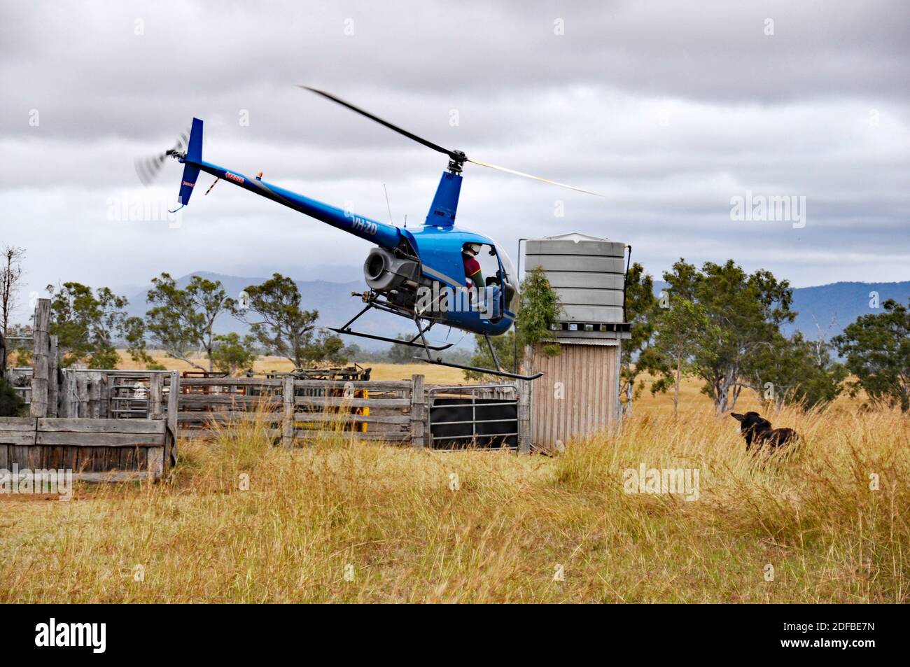 Mustering cattle on an australian cattle station hi-res stock ...