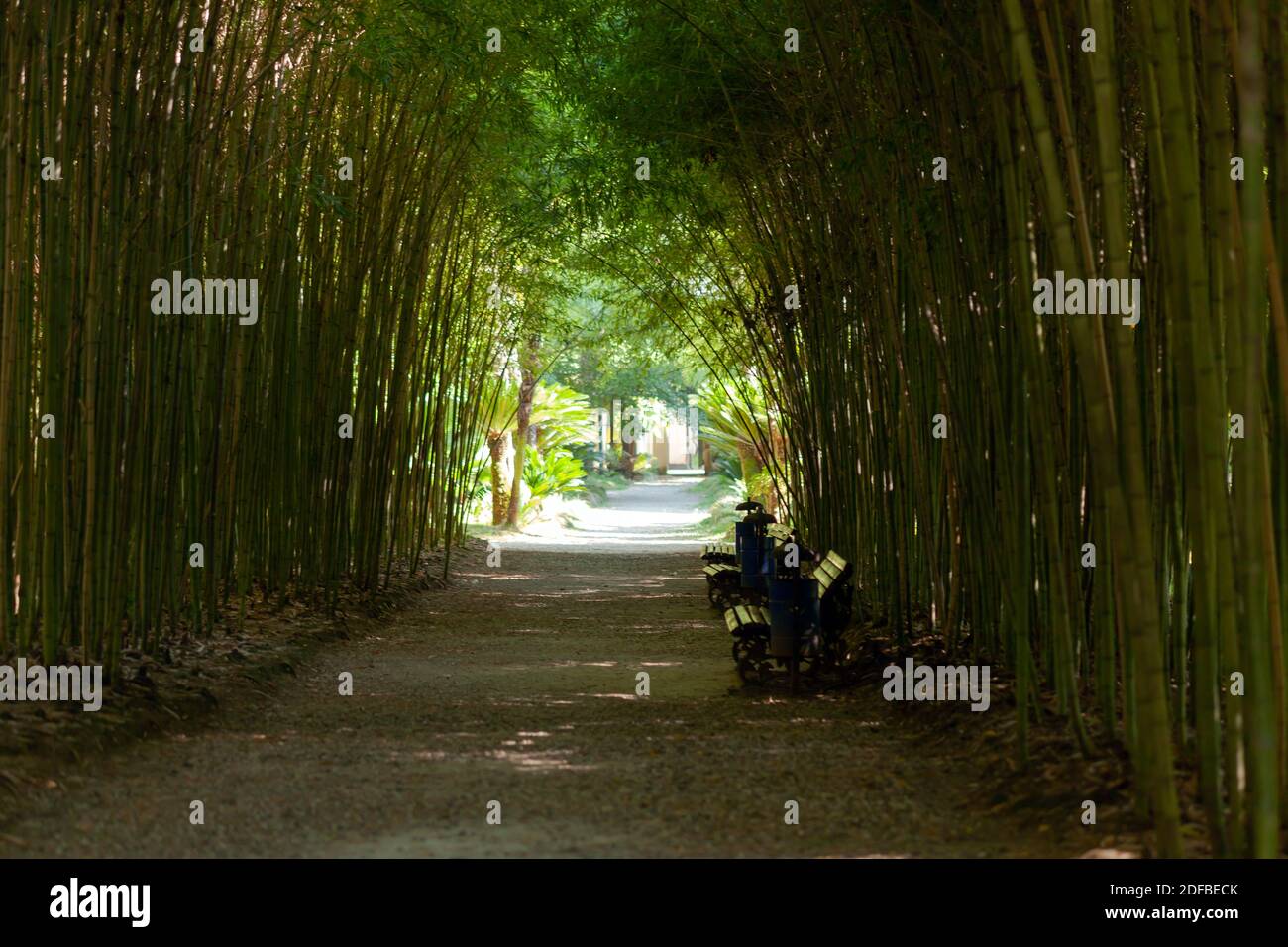 Grove nature hi-res stock photography and images - Alamy