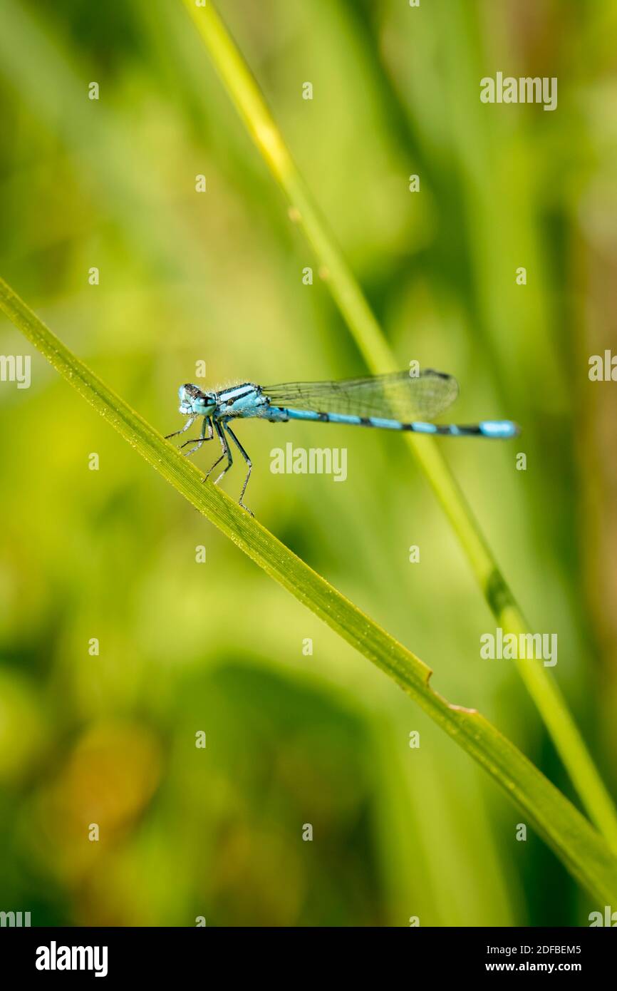 Fuzzy insects hi-res stock photography and images - Alamy