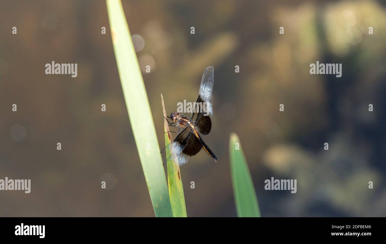 Fuzzy insects hi-res stock photography and images - Alamy