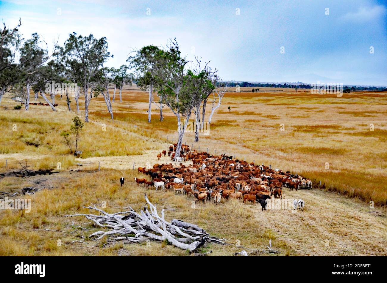 HELICOPTER MUSTERING CATTLE Stock Photo - Alamy