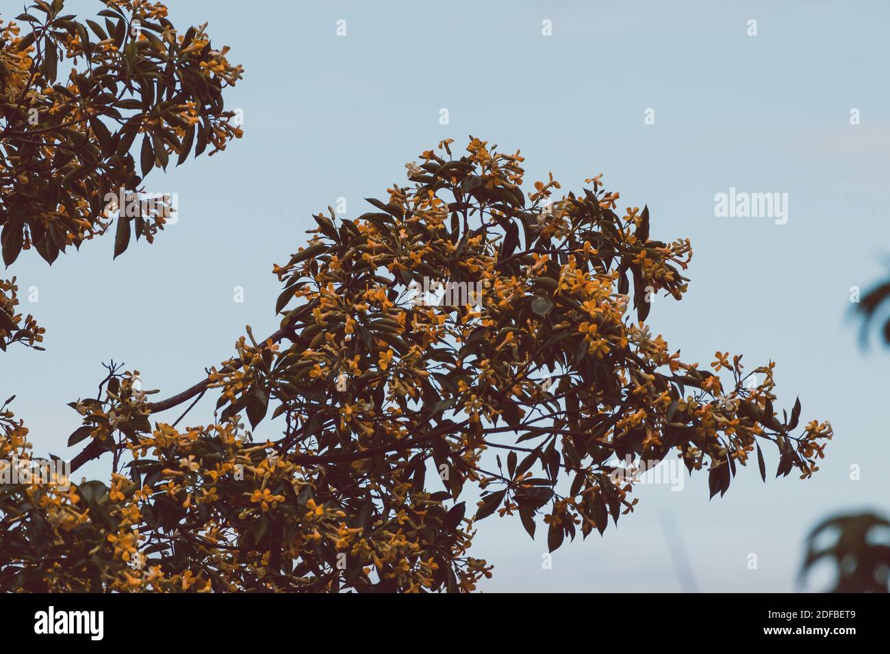 native Australian frangipani Hymenosporum flavum tree outdoor in sunny ...