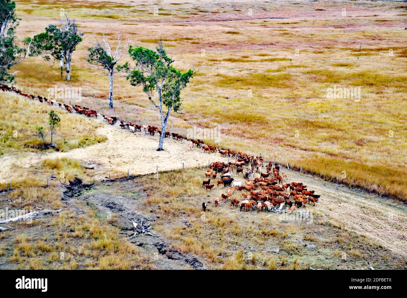 HELICOPTER MUSTERING CATTLE Stock Photo - Alamy