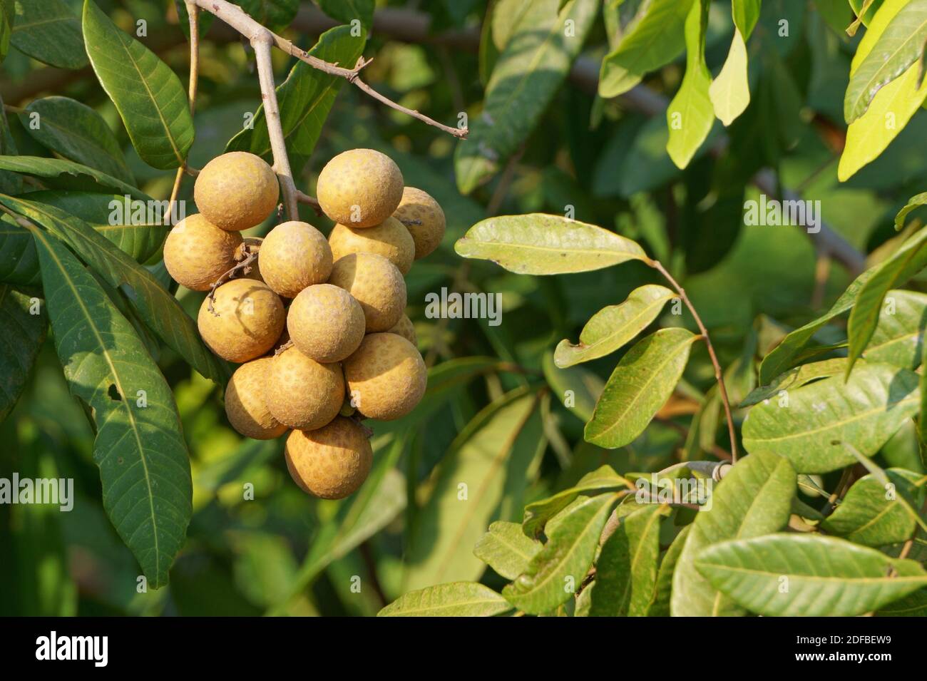 Close up of ripe longan fruits in the garden Stock Photo - Alamy