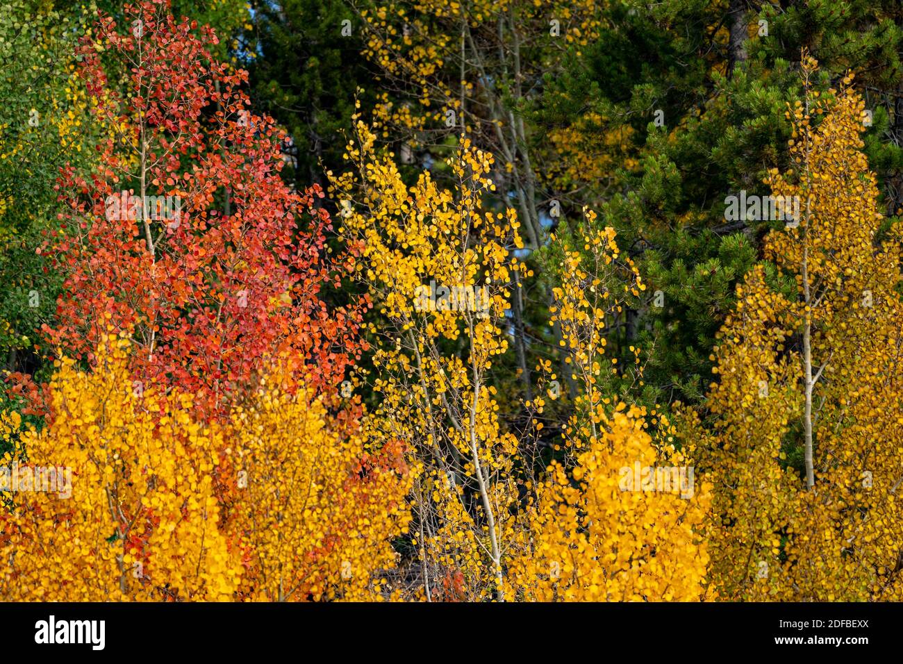 Rocky mountain maple tree aspen hi-res stock photography and images - Alamy