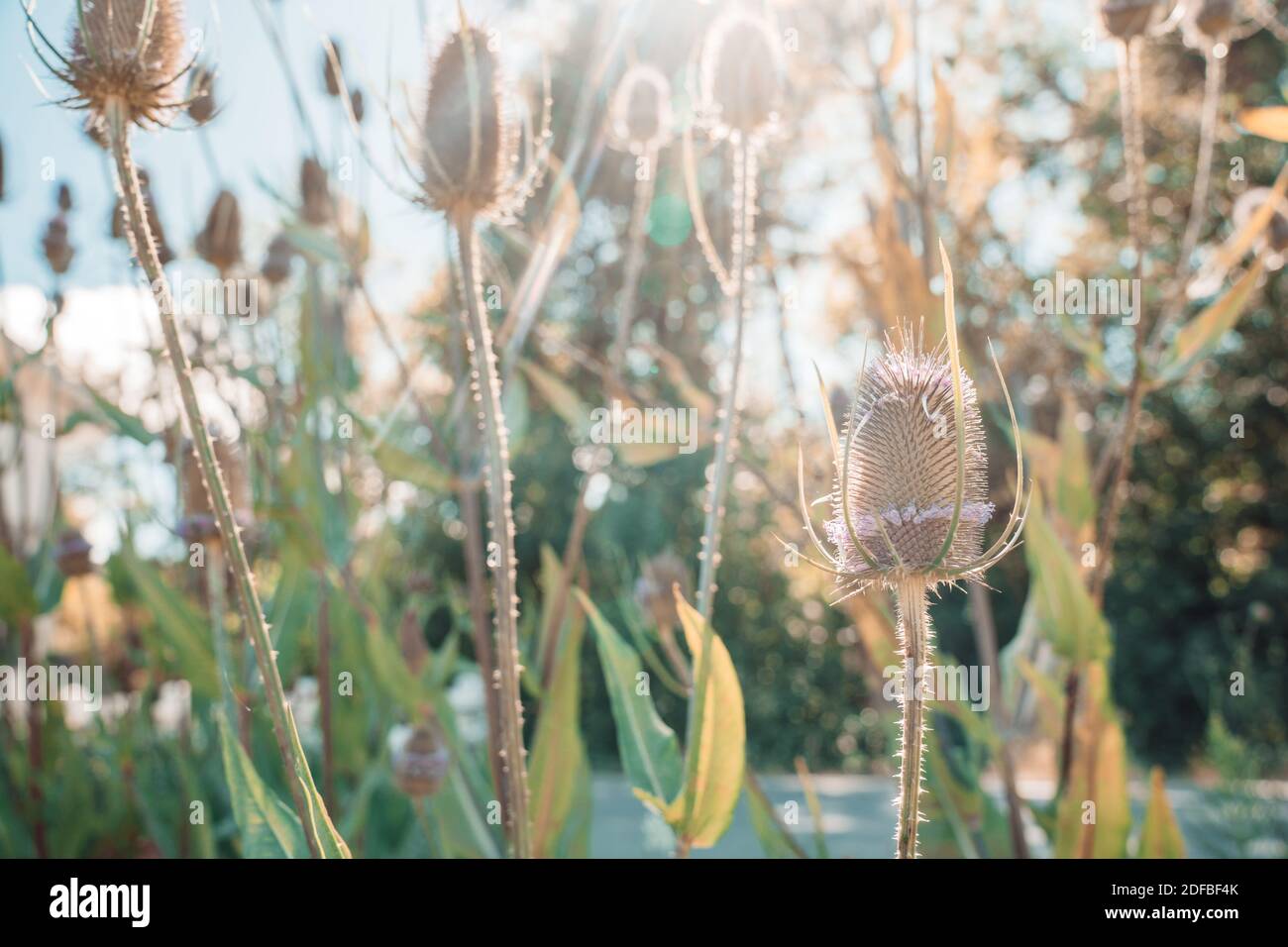 Wild Teasel flowering plant, with sunflare. This is considered a ...