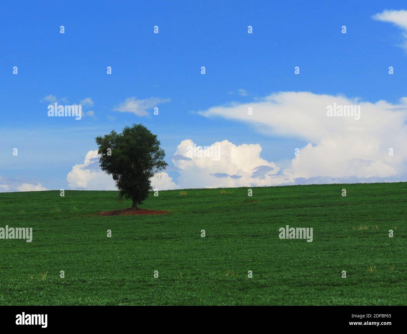 Green soy plantation hi-res stock photography and images - Alamy