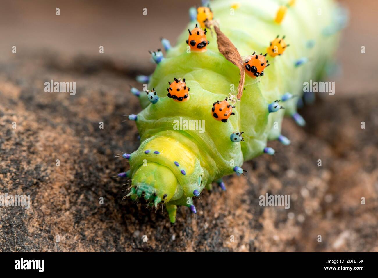 Pretty caterpillar hi-res stock photography and images - Alamy