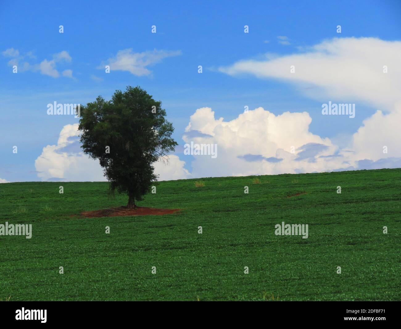 Single tree and soy plantation under bright blue sky Stock Photo - Alamy