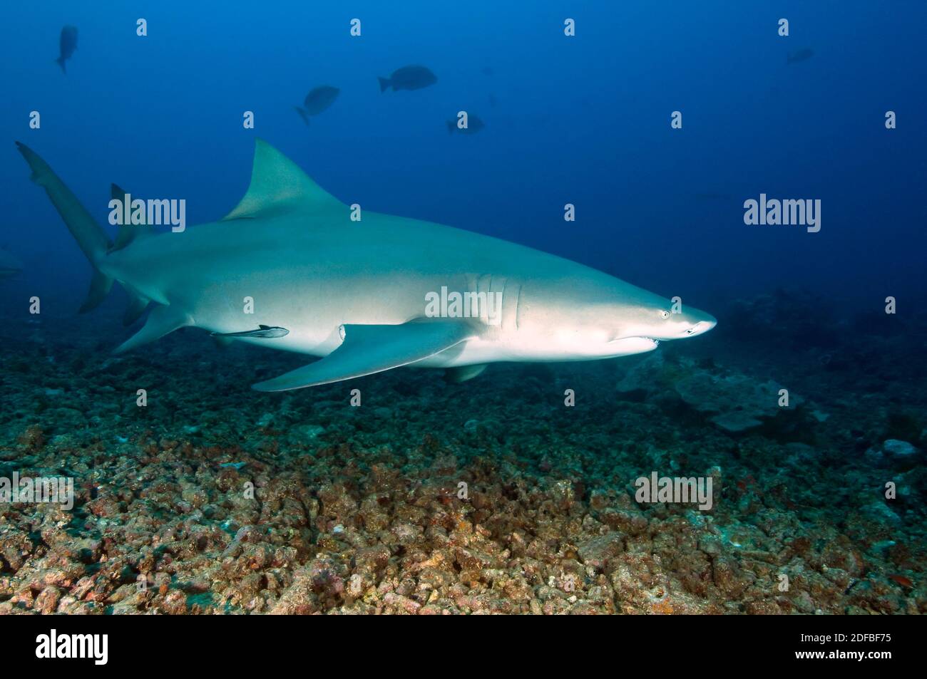 Bull shark, Roatan island, Honduras Stock Photo - Alamy