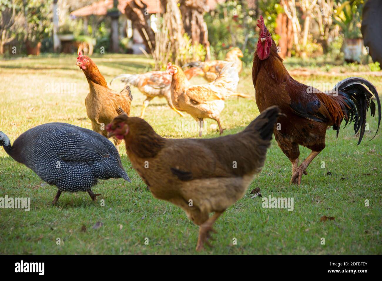 Group of chickens (including Guinea Fowl) with Cock walking in a green ...