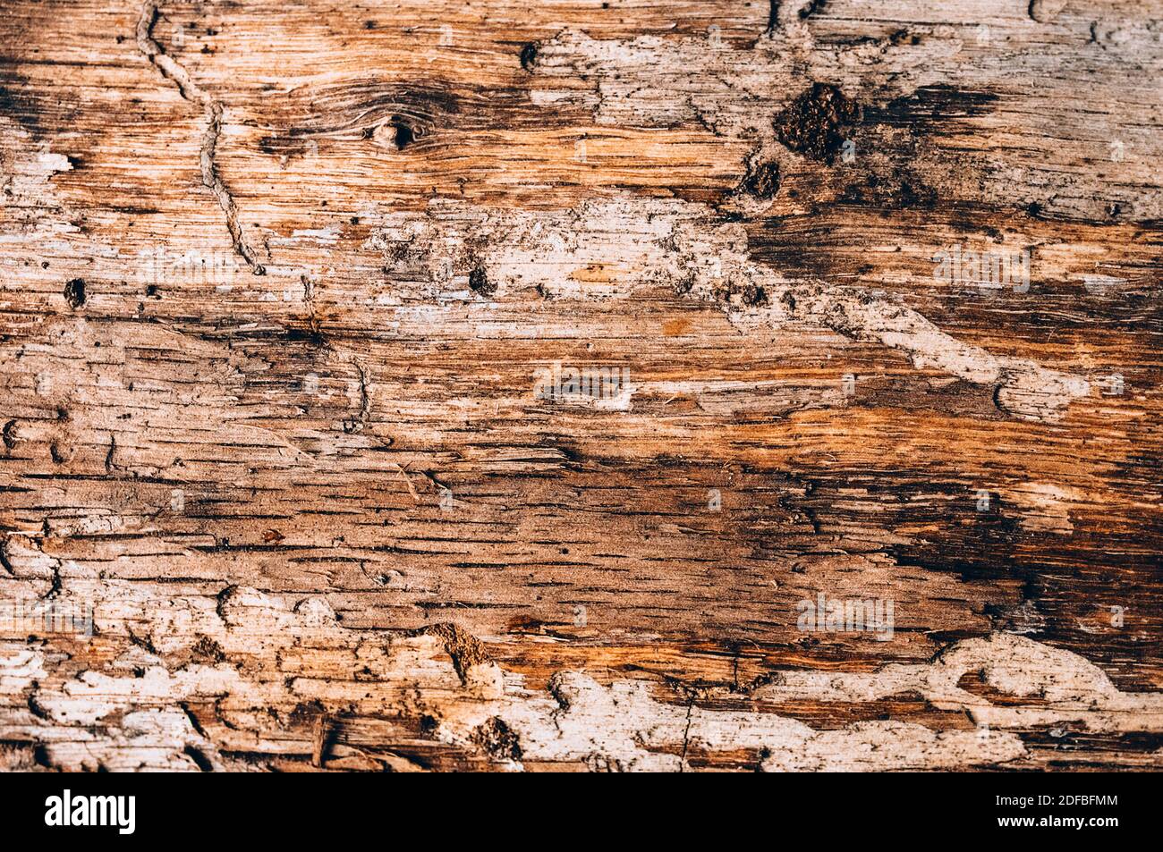 Wooden background, nice texture. A tree cut in half, one half in the ...