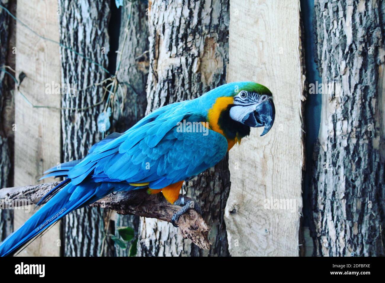 Blueparrot hi-res stock photography and images - Alamy