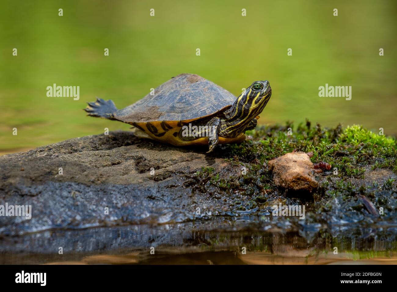 River cooter hi-res stock photography and images - Alamy