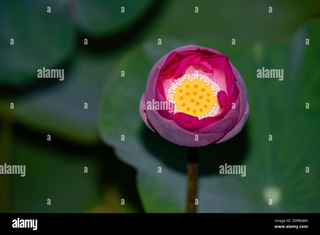 Lotus flowers In various stages of blooming; an Asian beauty, an Asian ...