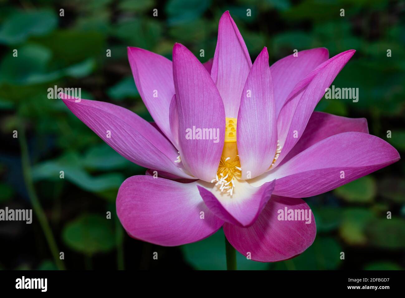 Lotus flowers In various stages of blooming; an Asian beauty, an Asian ...