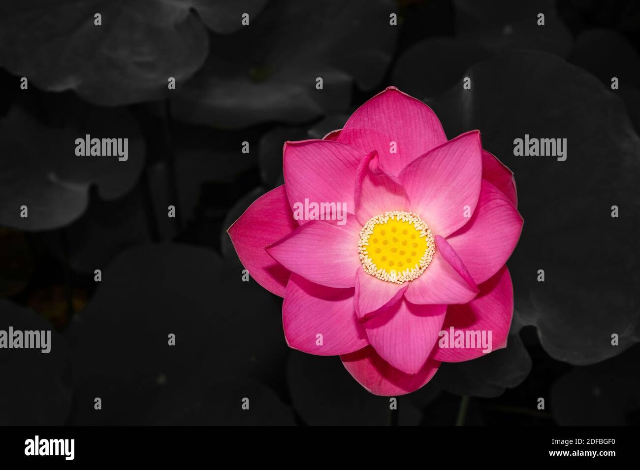 Lotus flowers In various stages of blooming; an Asian beauty, an Asian ...