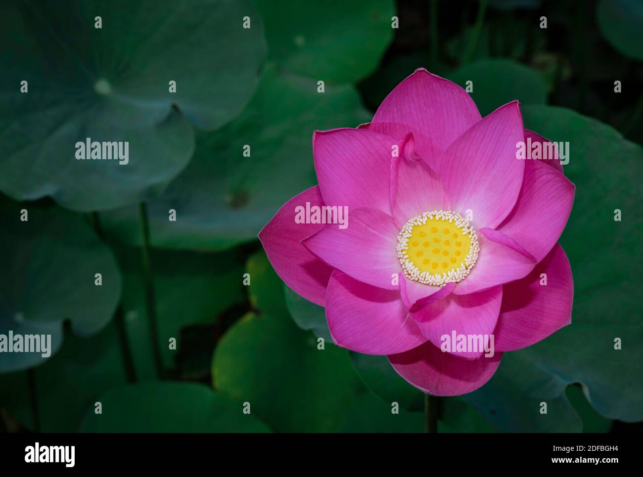 Lotus flowers In various stages of blooming; an Asian beauty, an Asian ...