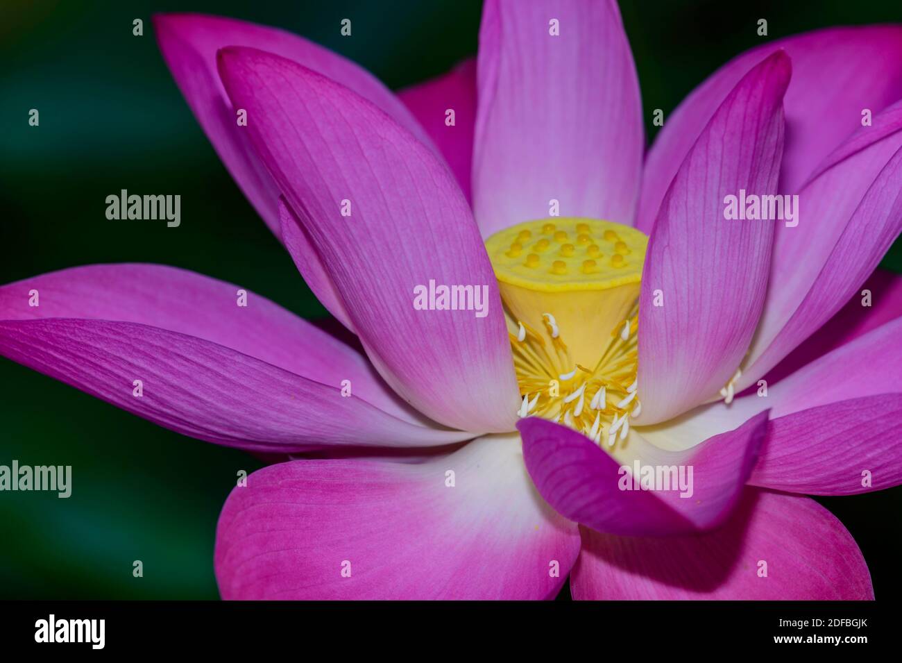 Stages of lotus flower hi-res stock photography and images - Alamy