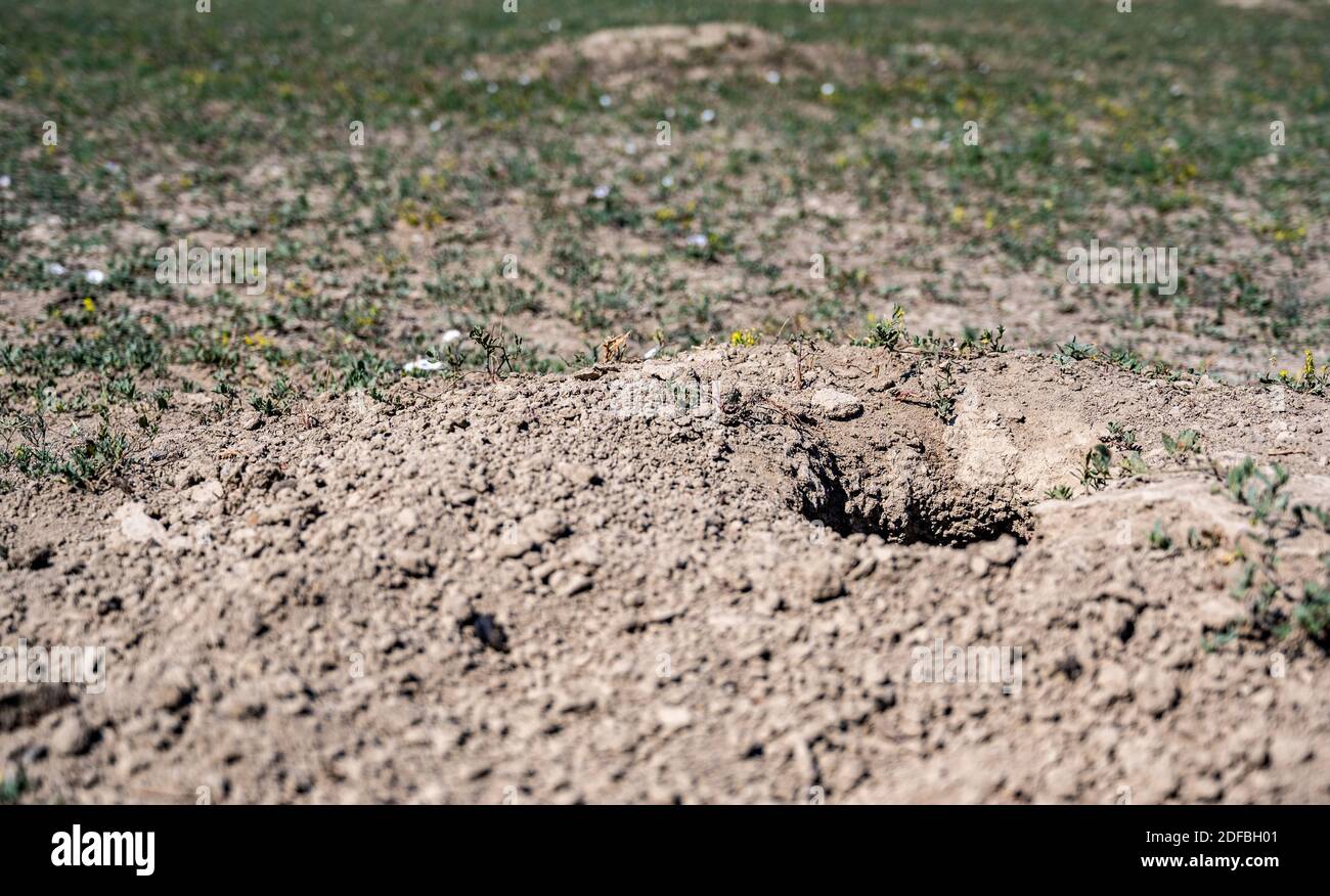 Black tailed prairie dog burrow system hi-res stock photography and ...