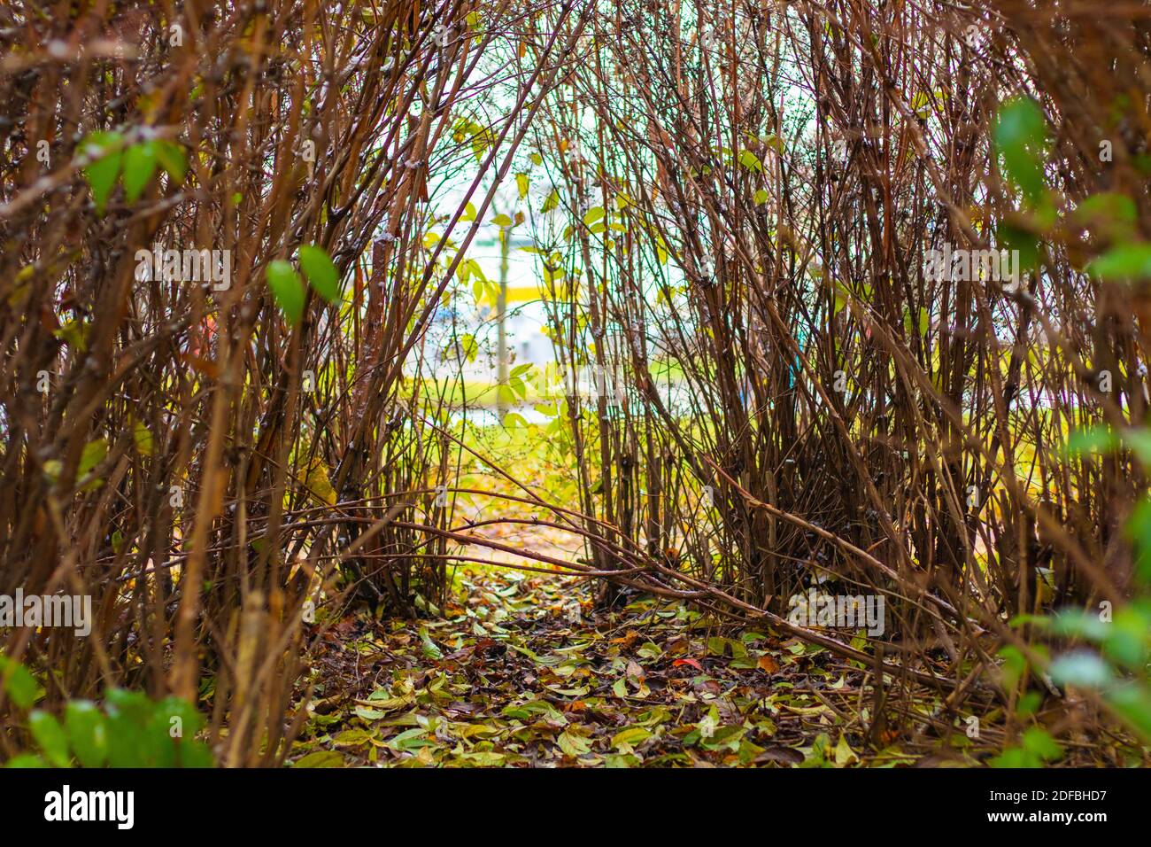 Passing through the bushes under the branches Stock Photo - Alamy