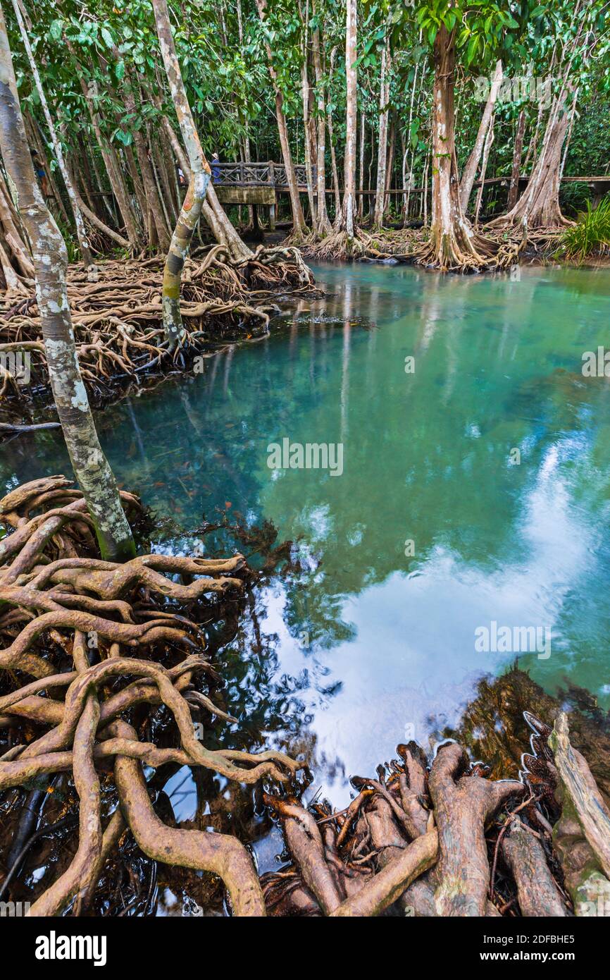 Tropical tree roots or Tha pom mangrove in swamp forest and flow water ...