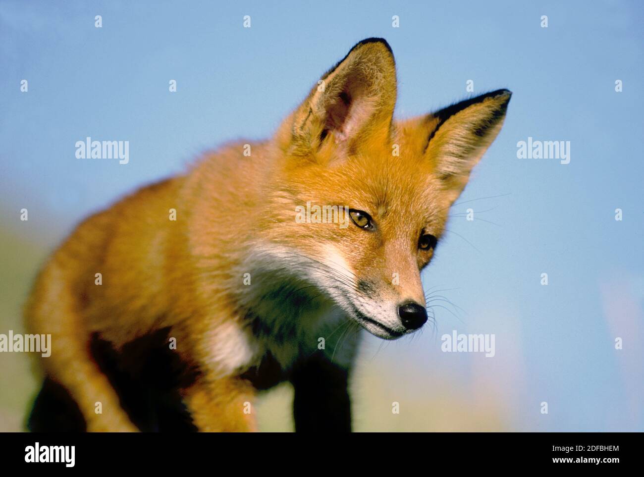 Juvenile red fox (kit); Vulpes vulpes; Becharof National Wildlife ...