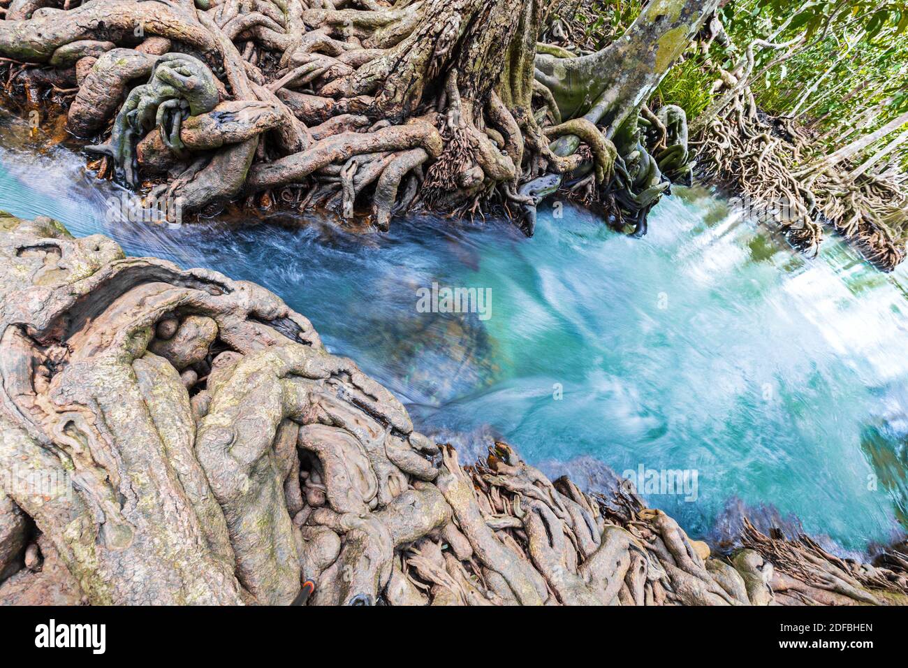 Tropical tree roots or Tha pom mangrove in swamp forest and flow water ...