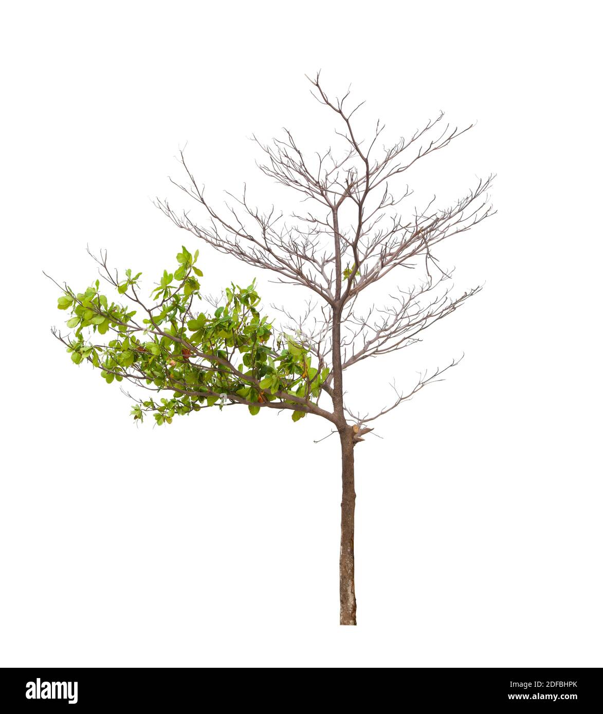 Plant half dead Cut Out Stock Images & Pictures - Alamy