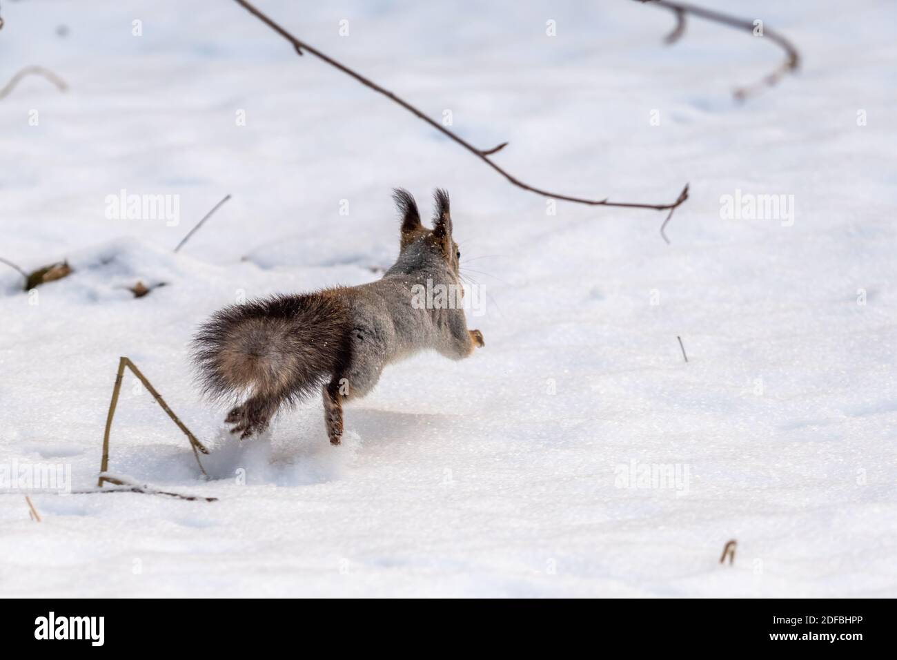 A rear view of a squirrel quickly runs through the white snow. Eurasian ...