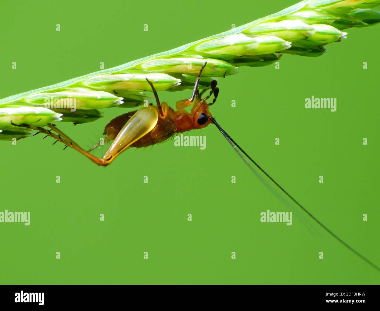 Insect activity in daily life Stock Photo - Alamy