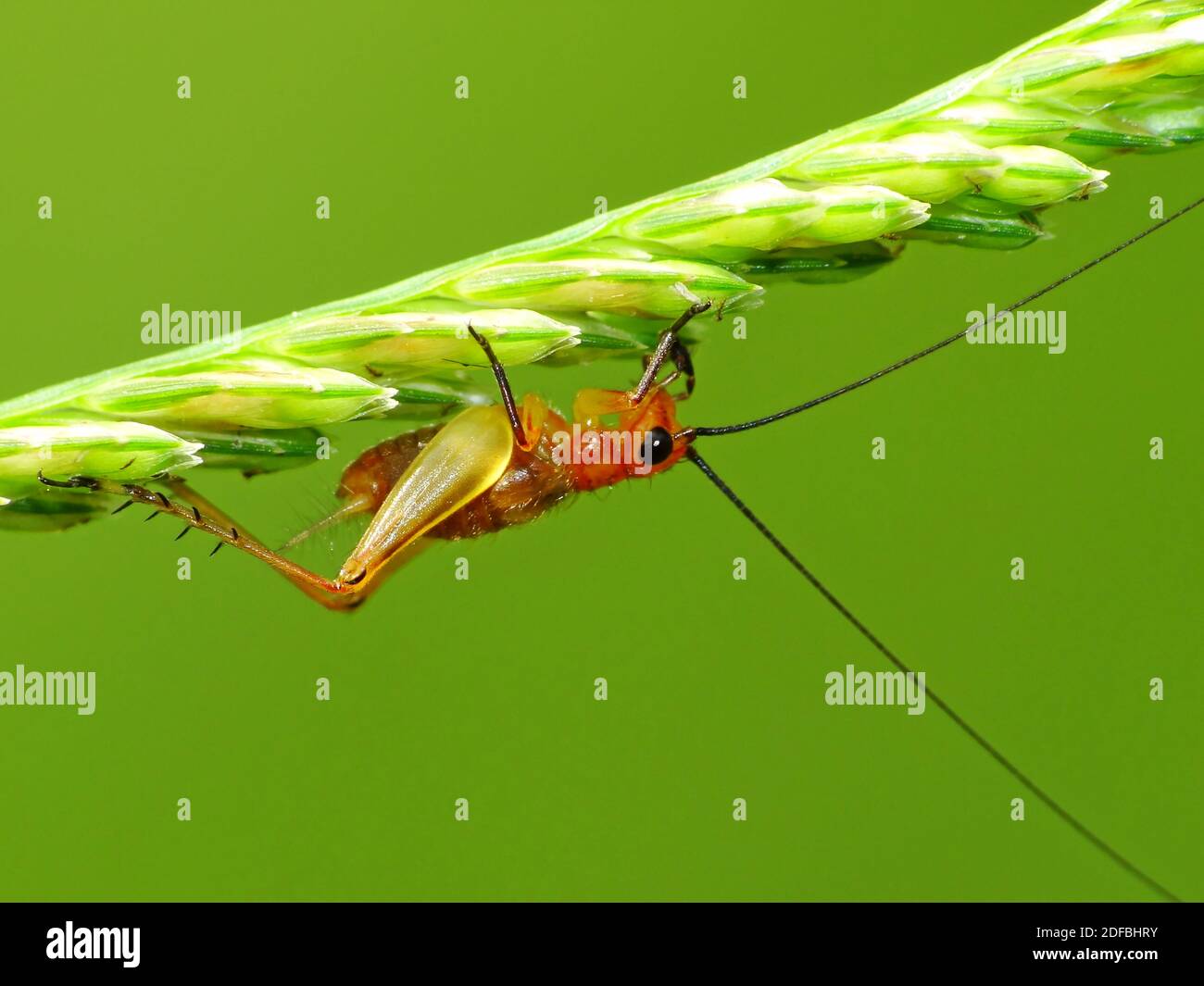 Insect activity in daily life Stock Photo - Alamy