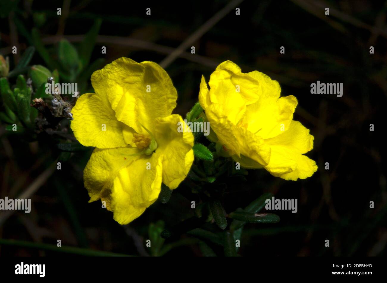 Hibbertia obtusifolia hi-res stock photography and images - Alamy