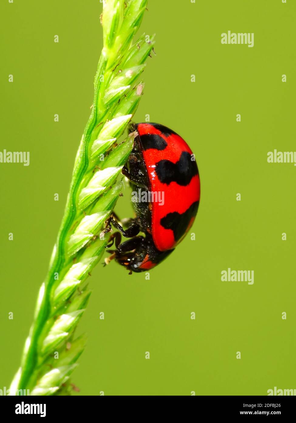 Insect activity in daily life Stock Photo - Alamy