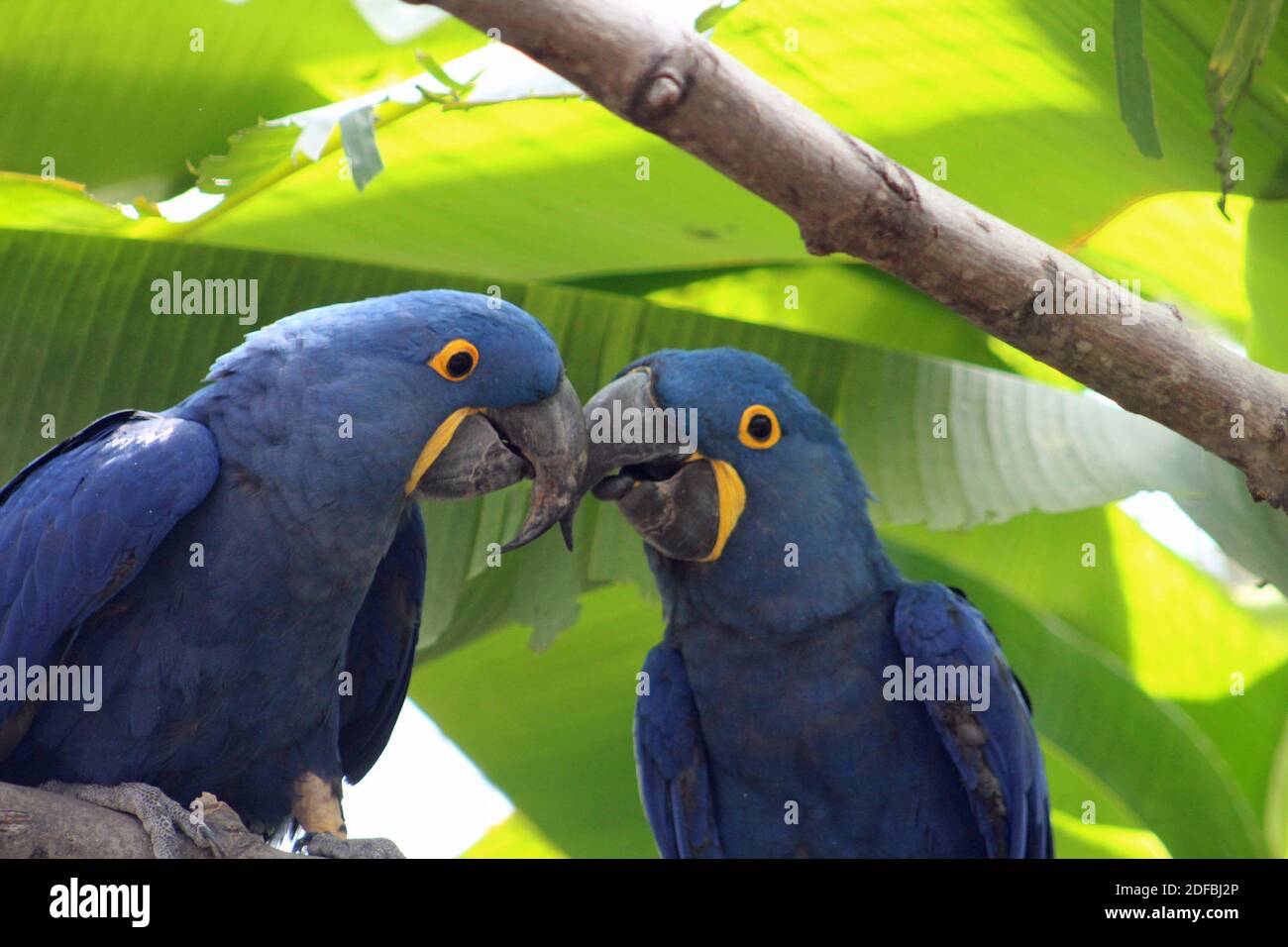 Perroquets paris hi-res stock photography and images - Alamy