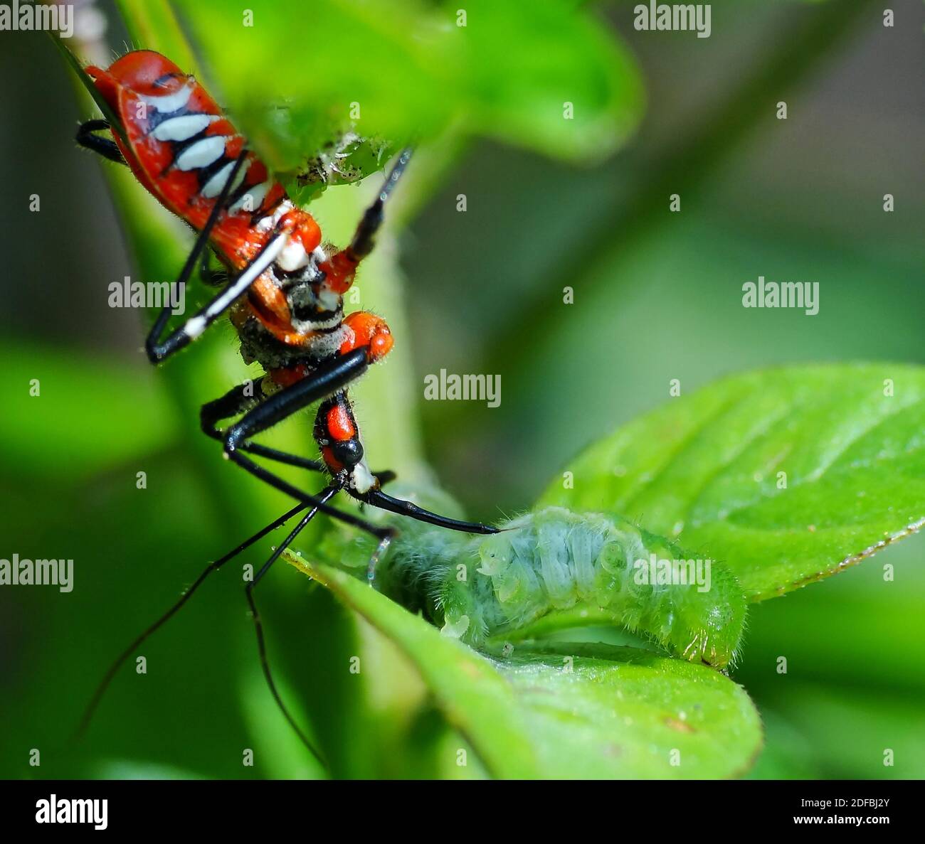 Insect activity in daily life Stock Photo - Alamy