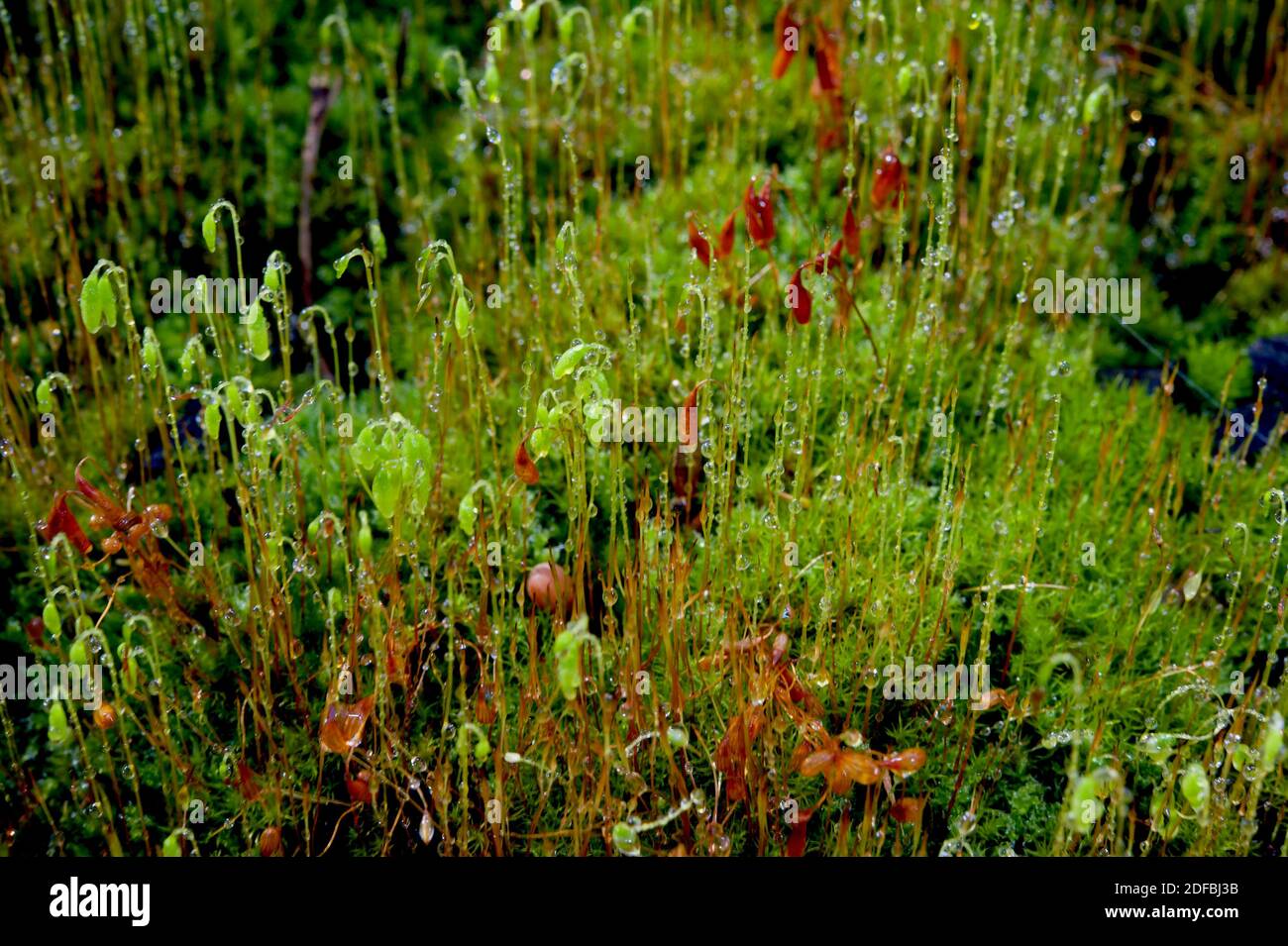 Moss in flower is quite rare - but to photograph it sprinkled with ...