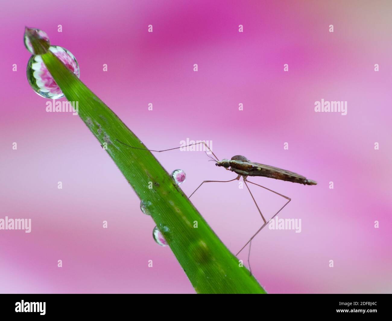 Insect activity in daily life Stock Photo - Alamy