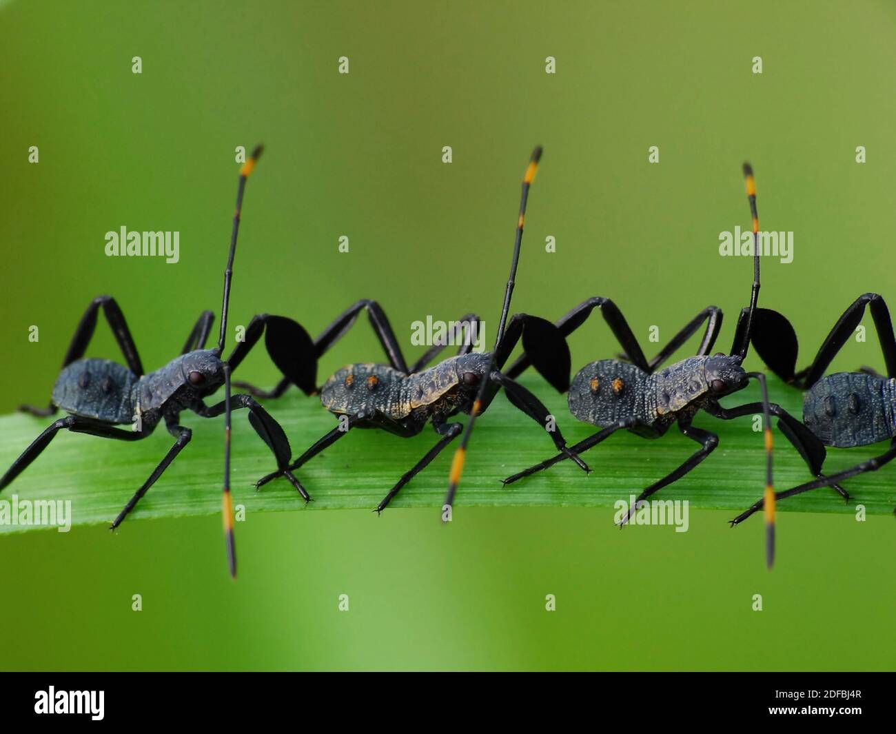 Insect activity in daily life Stock Photo - Alamy