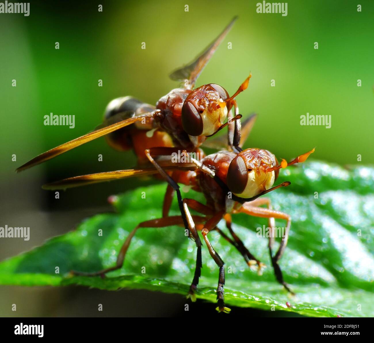 Insect activity in daily life Stock Photo - Alamy