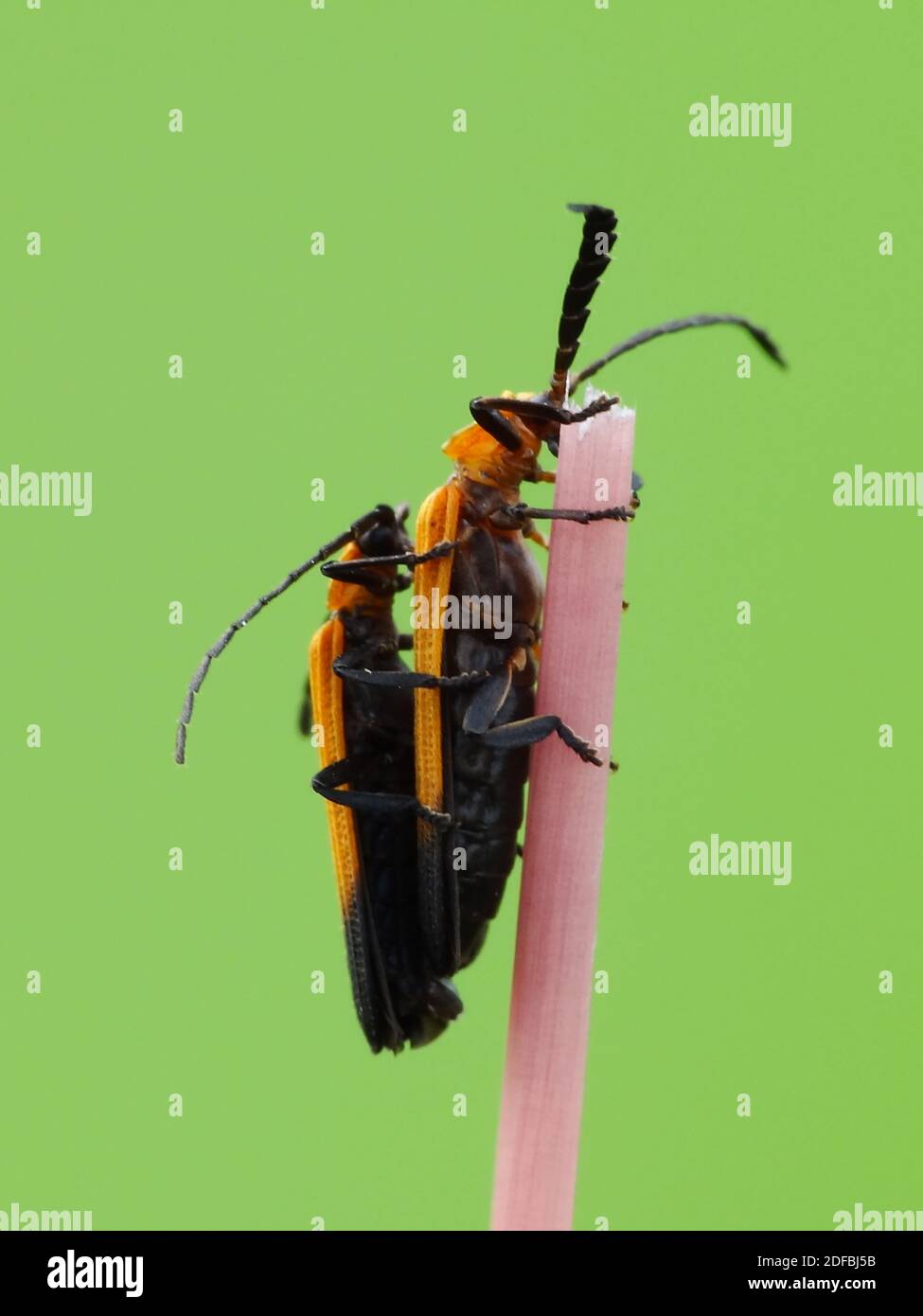 Insect activity in daily life Stock Photo - Alamy