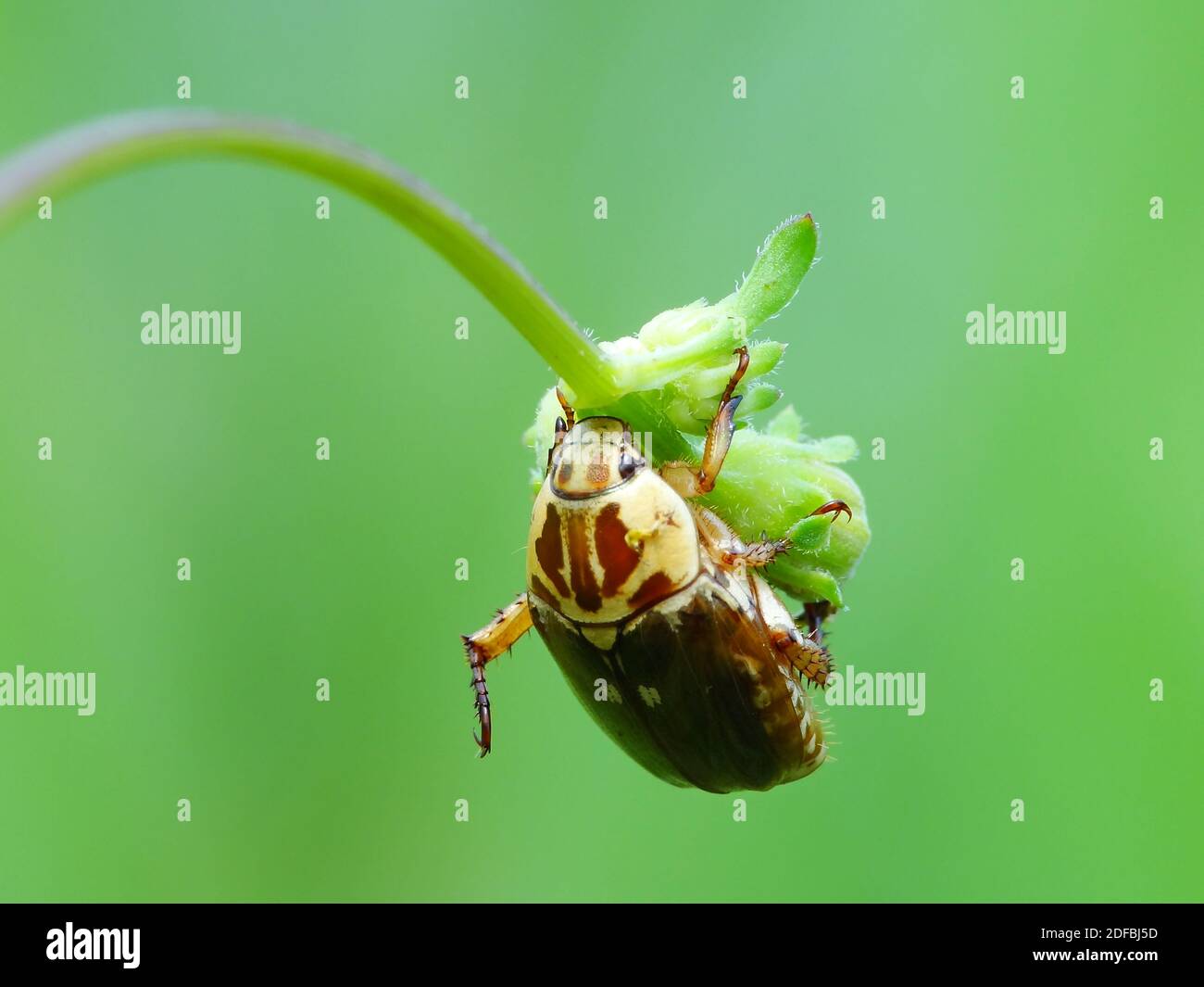 Insect activity in daily life Stock Photo - Alamy