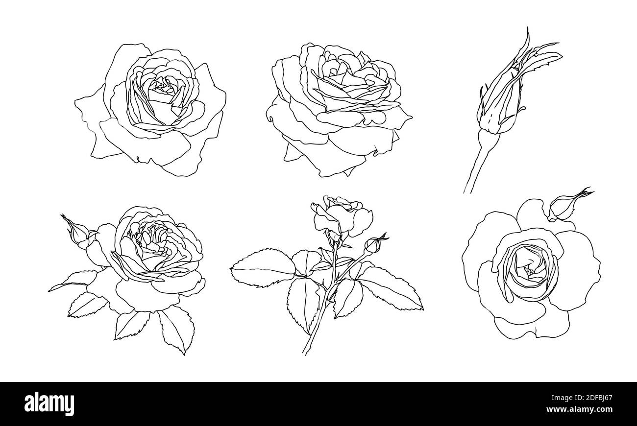 Realistic Rose Line Drawing